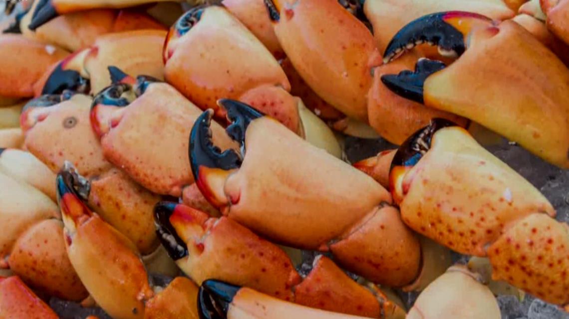 What you need to know about stone crab season | wtsp.com