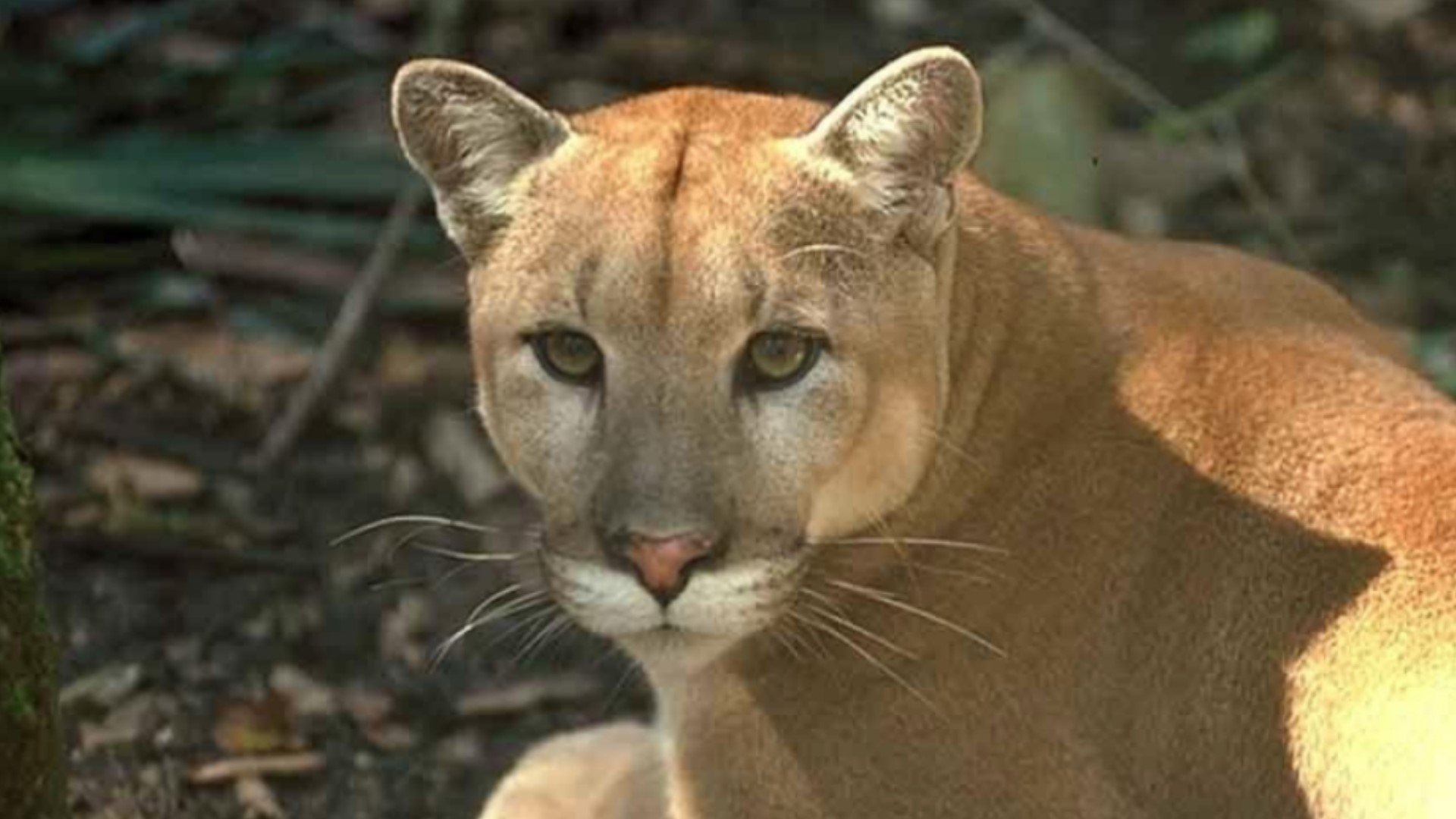 Florida Fish and Wildlife reports four Florida panther deaths | wtsp.com