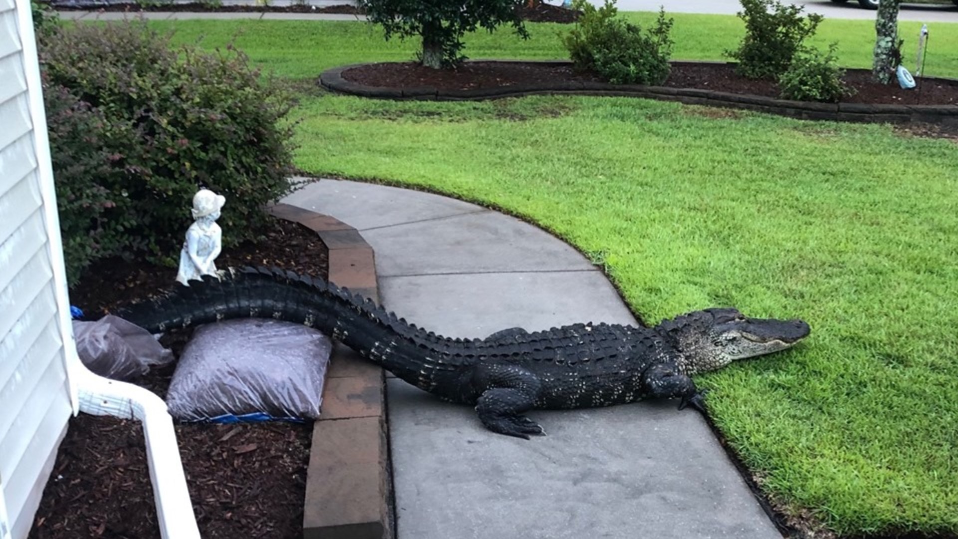 Large alligator hangs out on Sunset Beach sidewalk | wtsp.com