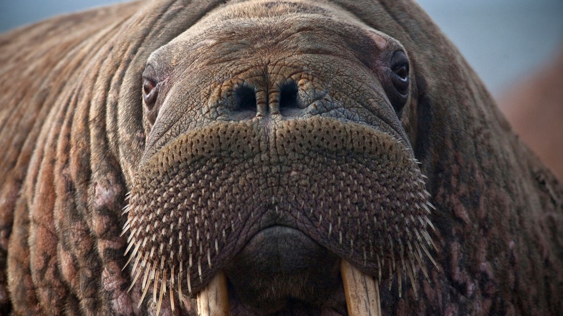 'Walrus from Space': How to help scientists search for walruses | wtsp.com