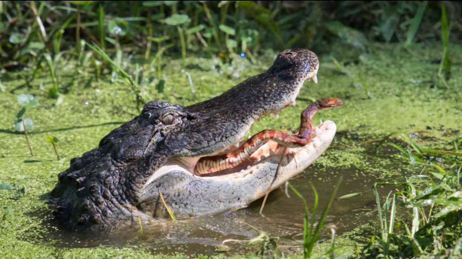 FWC wants to hire alligator trappers in Pinellas County | wtsp.com