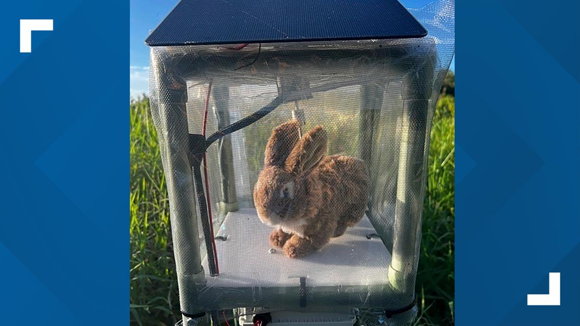 Robot rabbits fight invasive pythons in Everglades | wtsp.com