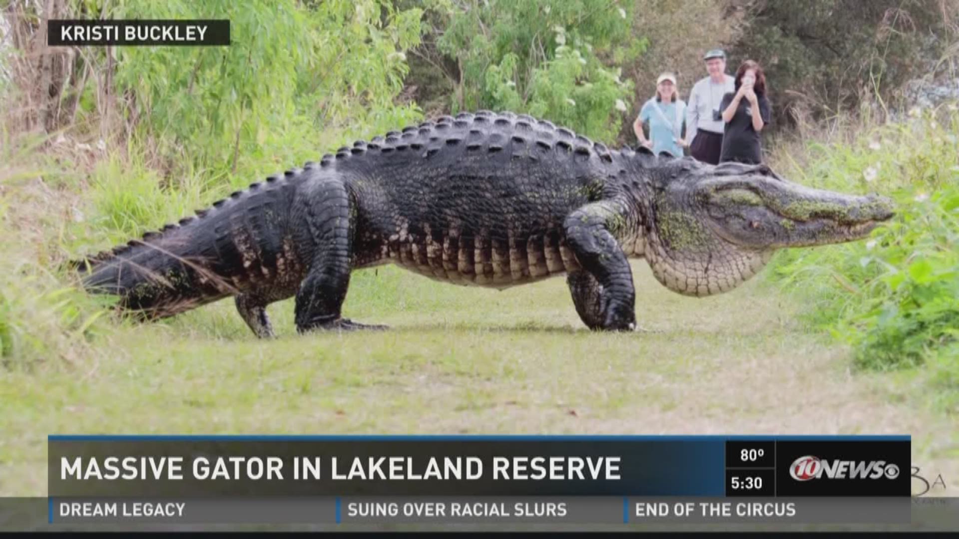 Massive gator spotted in Polk County | wtsp.com