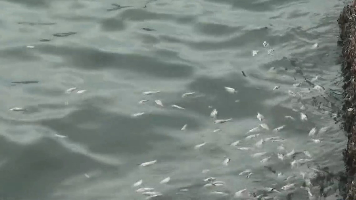 Hundreds of dead fish seen floating in Hillsborough Bay | wtsp.com