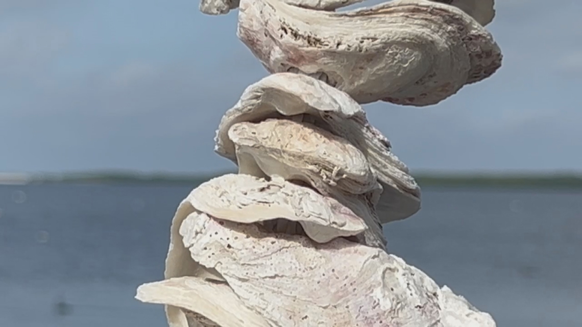 How oysters help clean Tampa Bay-area water | wtsp.com