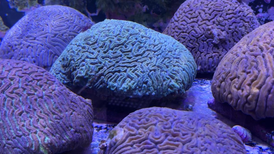 Florida Aquarium's new conservation center revealed | wtsp.com