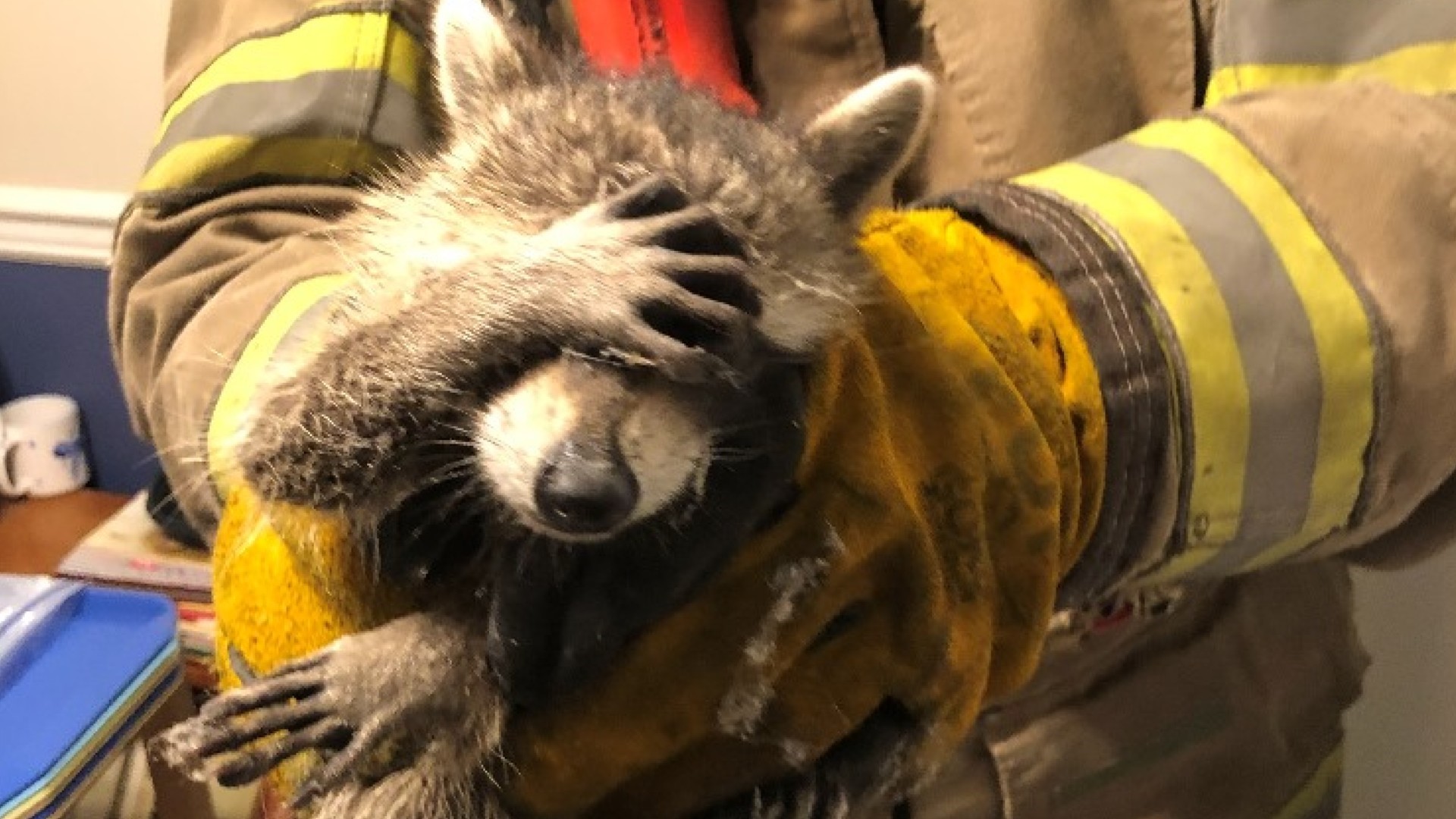 Photo of 'embarrassed' raccoon rescued by firefighters goes viral ...