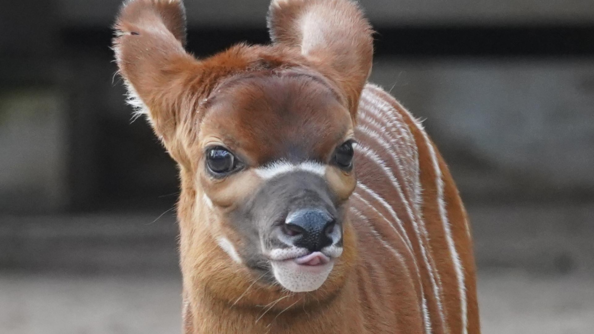 Baby born in Tampa could help save a species | wtsp.com