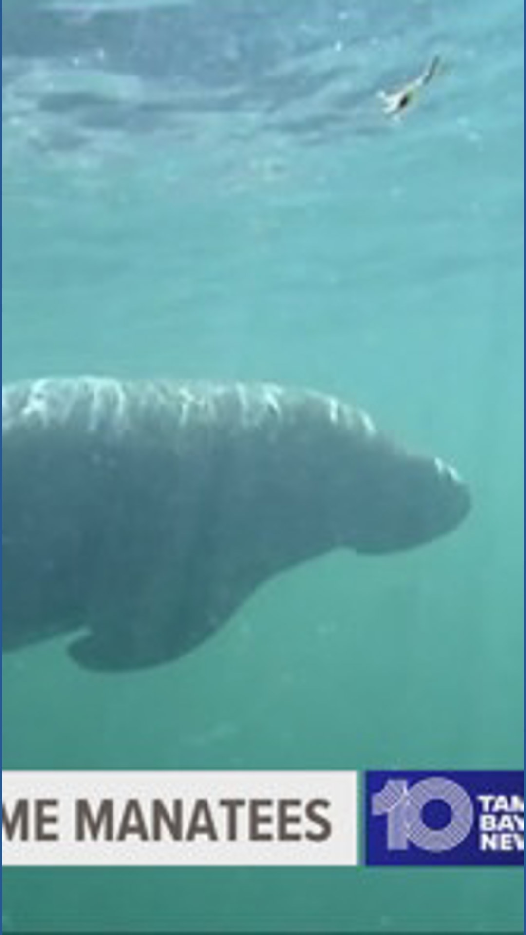 A baseball-sized amount of plastic can kill a manatee, new study finds ...