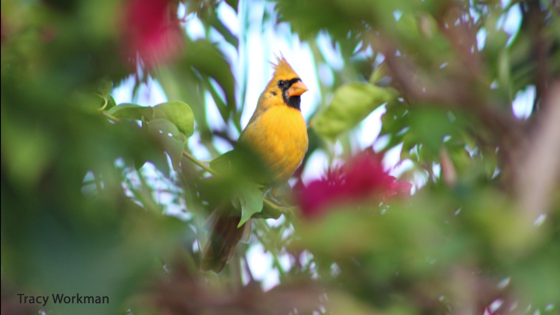 Florida woman captures beautiful photo of rare yellow cardinal | wtsp.com
