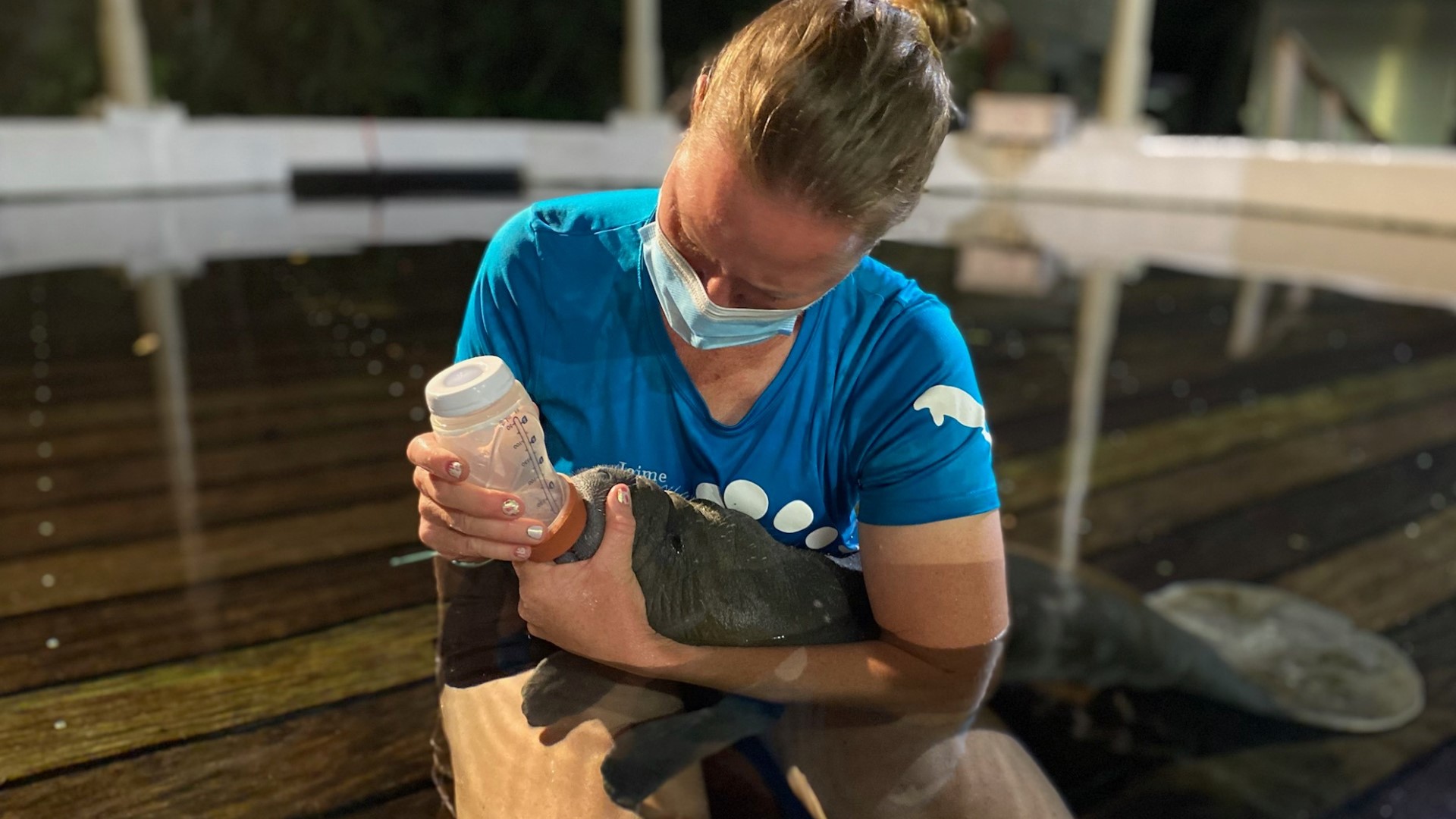 Rescued baby manatee brought to ZooTampa | wtsp.com