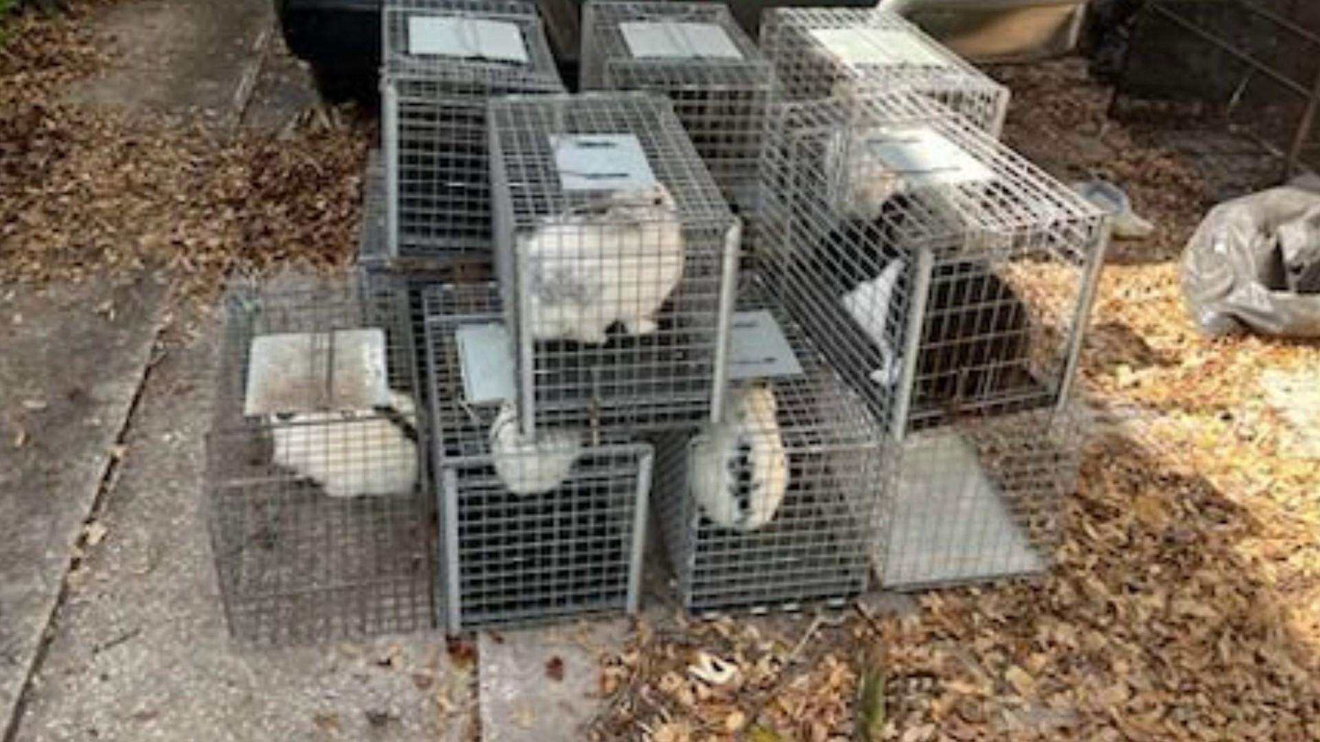 Rabbits rescued from Manatee County hoarding situation | wtsp.com