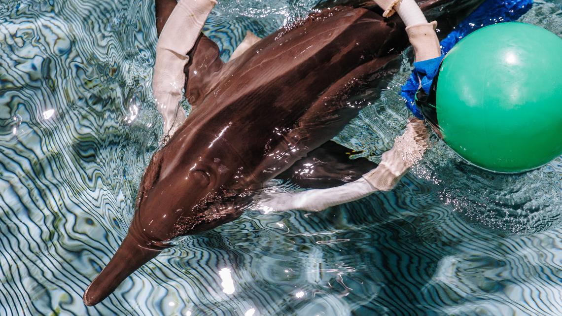 Dolphins taken to CMA from facility under investigation | wtsp.com