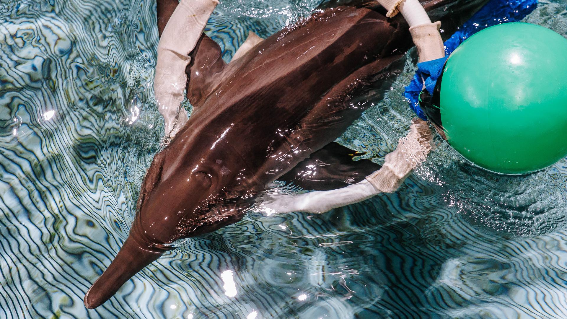 Dolphins taken to CMA from facility under investigation | wtsp.com