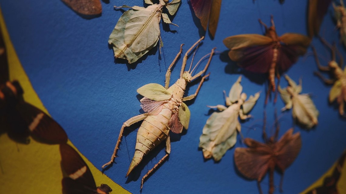 Artist uses 5,000 bugs for art exhibit at Museum of Fine Arts | wtsp.com