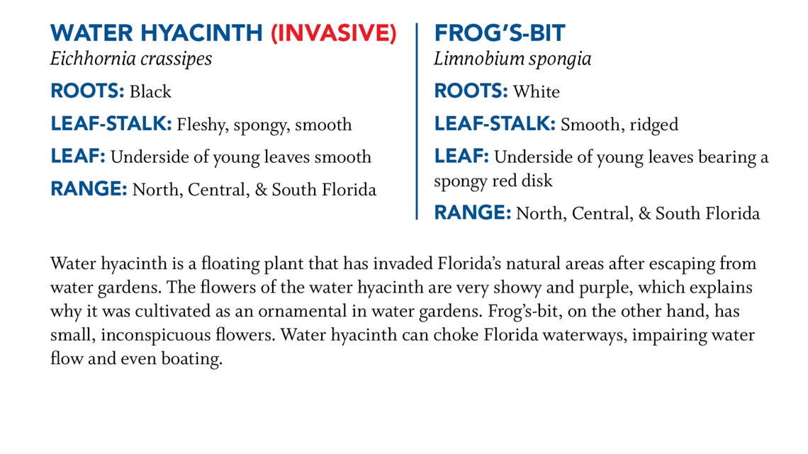 Top 10 misidentified Florida animals, plants and insects | wtsp.com