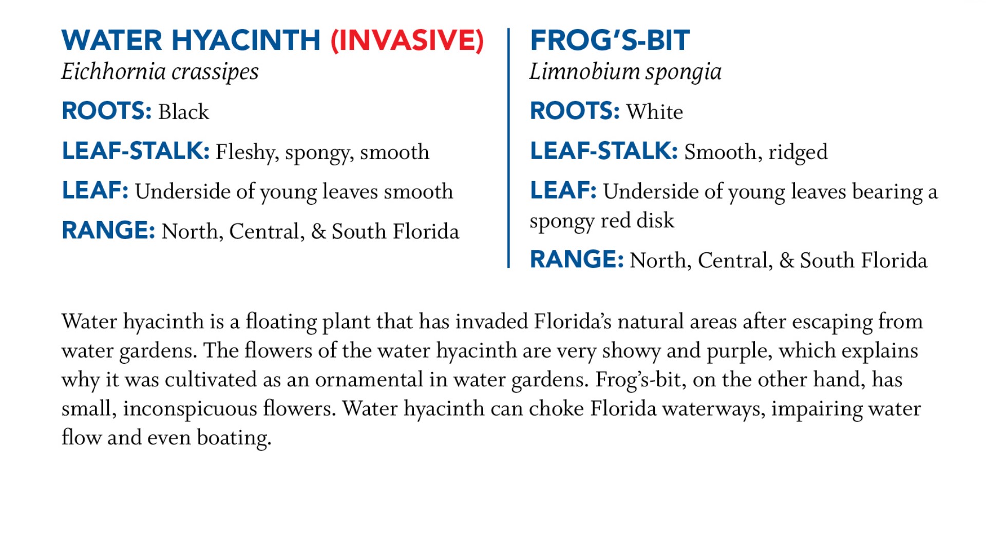 Top 10: Misidentified Florida animals, plants and insects | wtsp.com