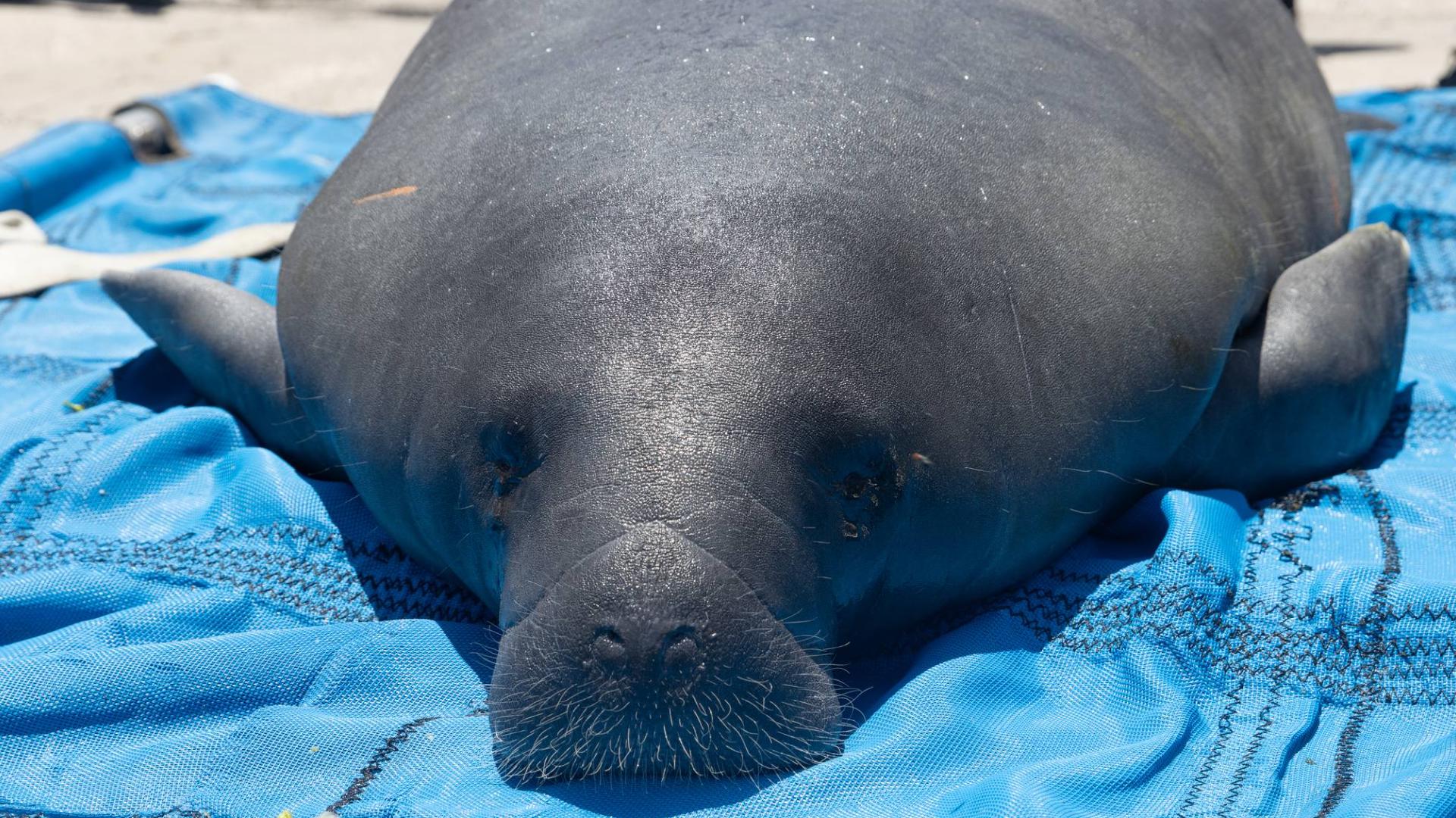 Rehabilitated manatee released in St. Pete | wtsp.com