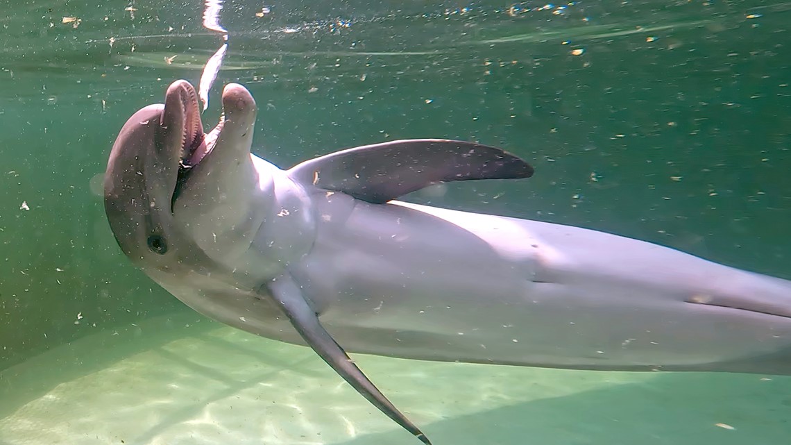 'Ranger' the dolphin arrives to Florida Keys facility | wtsp.com
