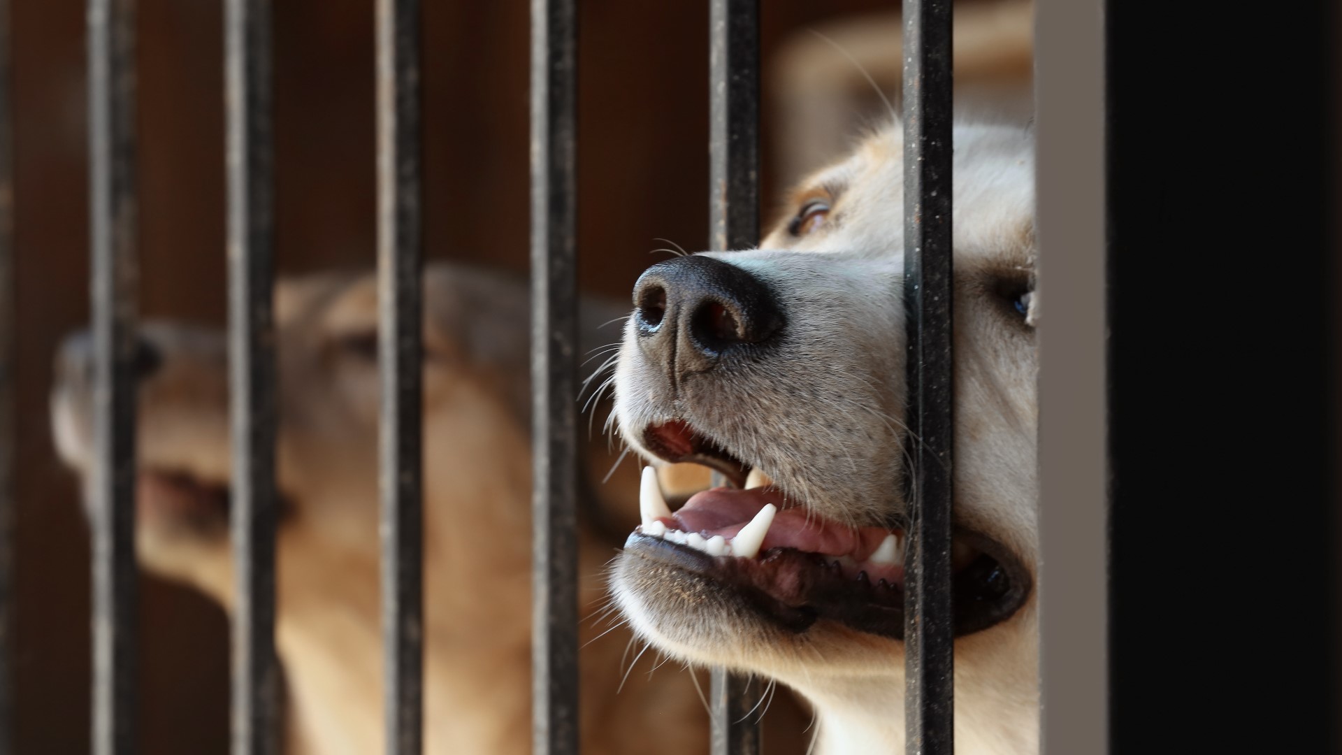 Pinellas County Animal Services offers free holiday adoptions | wtsp.com