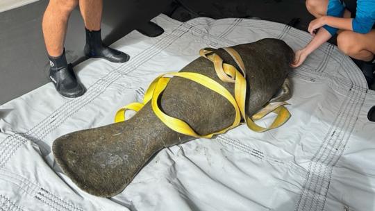 Stranded baby manatee rescued by crews in Citrus County | wtsp.com