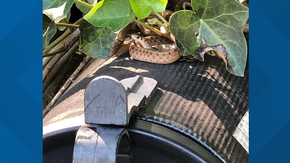 Snake on a mailbox halts mail delivery until it's relocated | wtsp.com