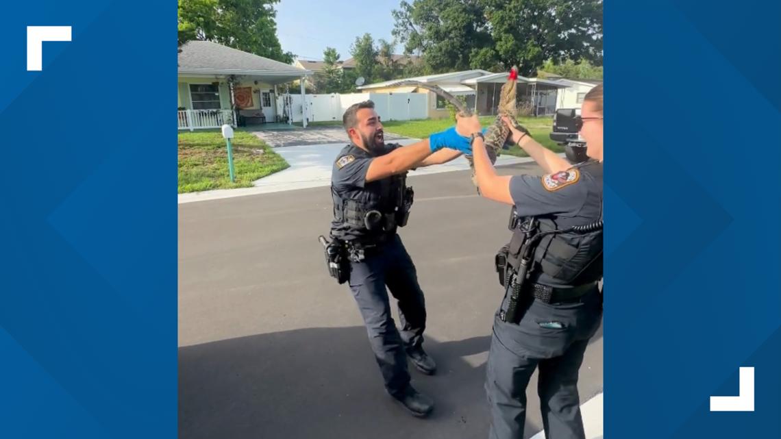 VIDEO: Baby alligator prompts hilarious response from Largo police ...