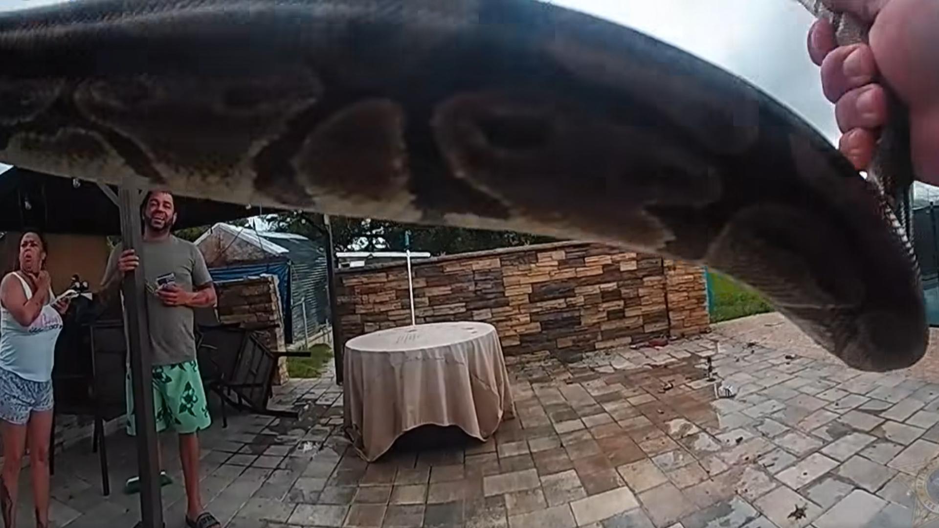 WATCH: Python rescued from pool party by Florida deputy | wtsp.com