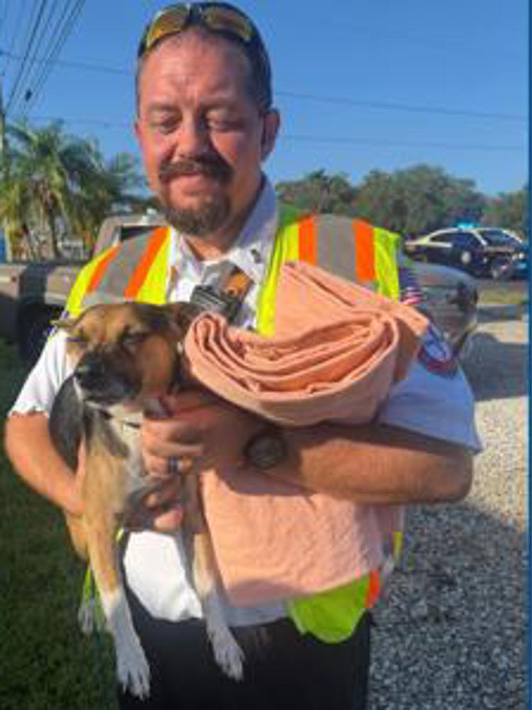 2 airlifted, dog rescued following utility pole crash on US-19 | wtsp.com