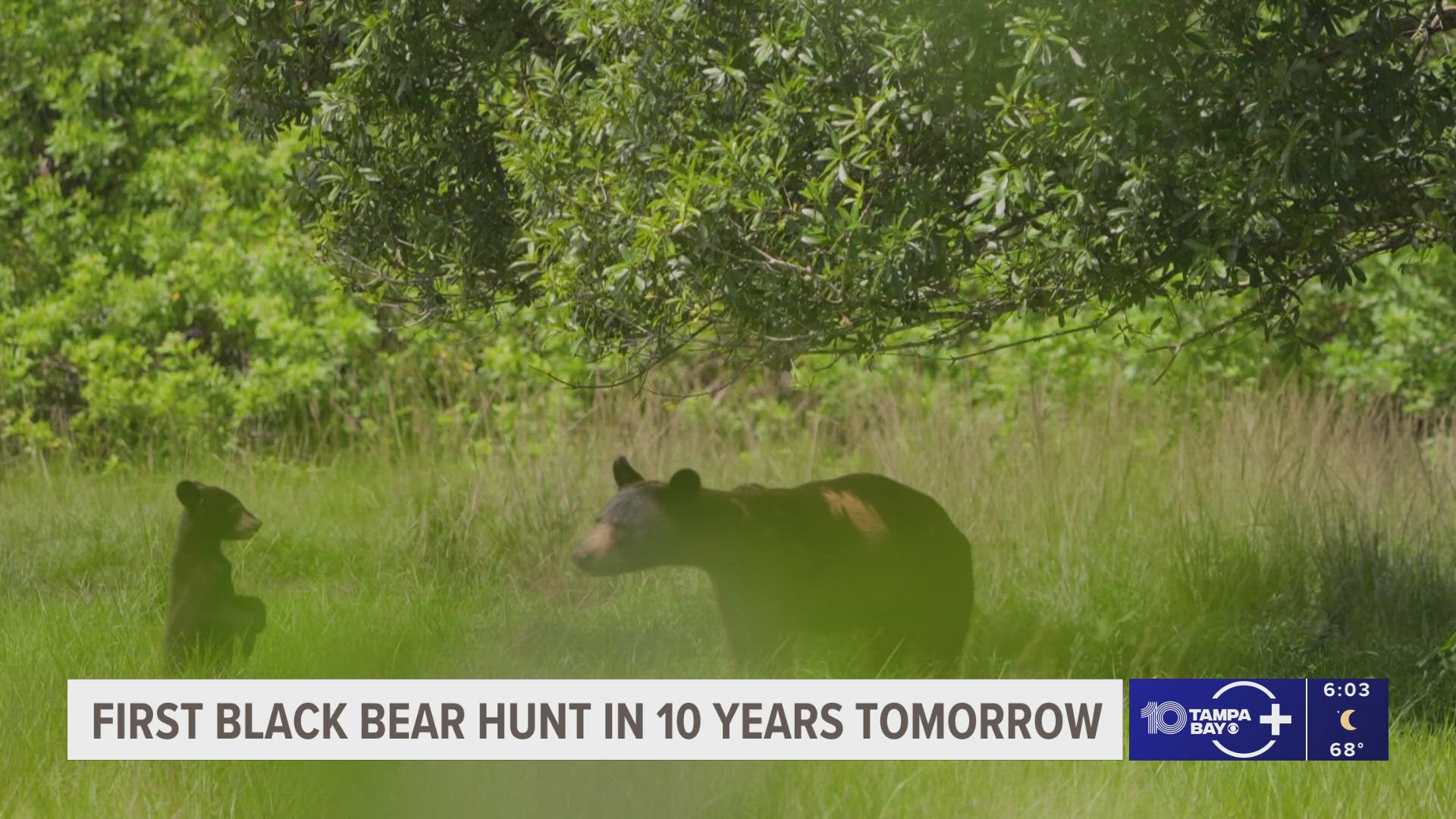 Florida's first black bear hunt in 10 years starts Saturday | wtsp.com