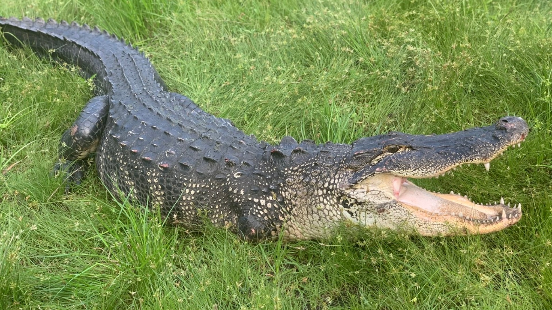 Tampa family finds gator with missing limbs on their porch | wtsp.com