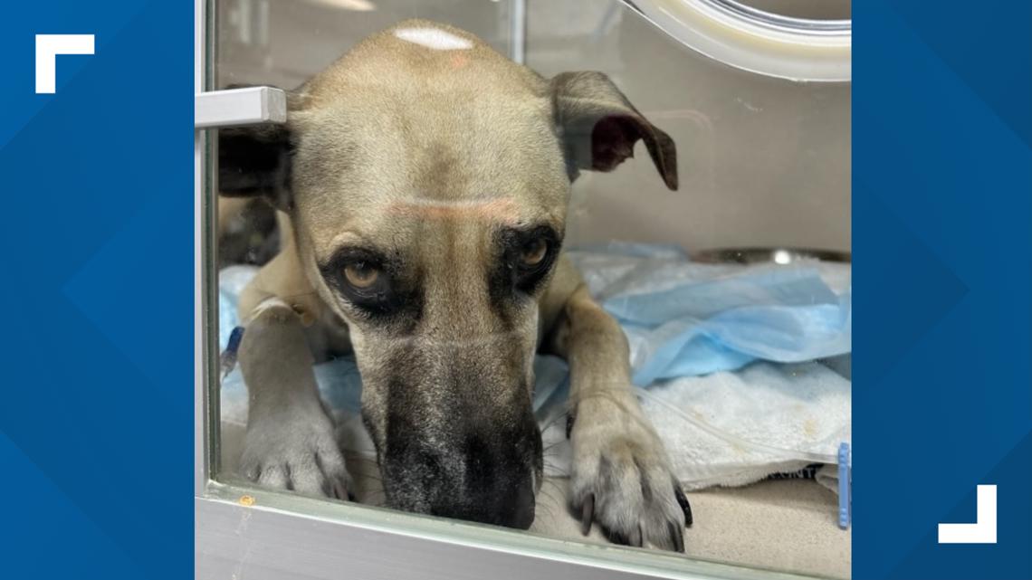 Clearwater first responders rescue dog from house fire | wtsp.com