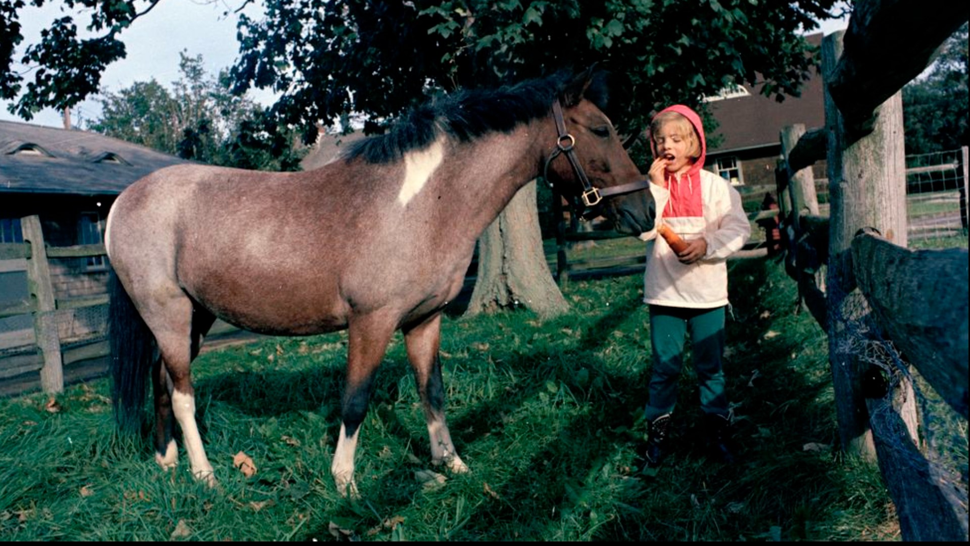 What animals have lived at the White House? | Presidential pets | wtsp.com
