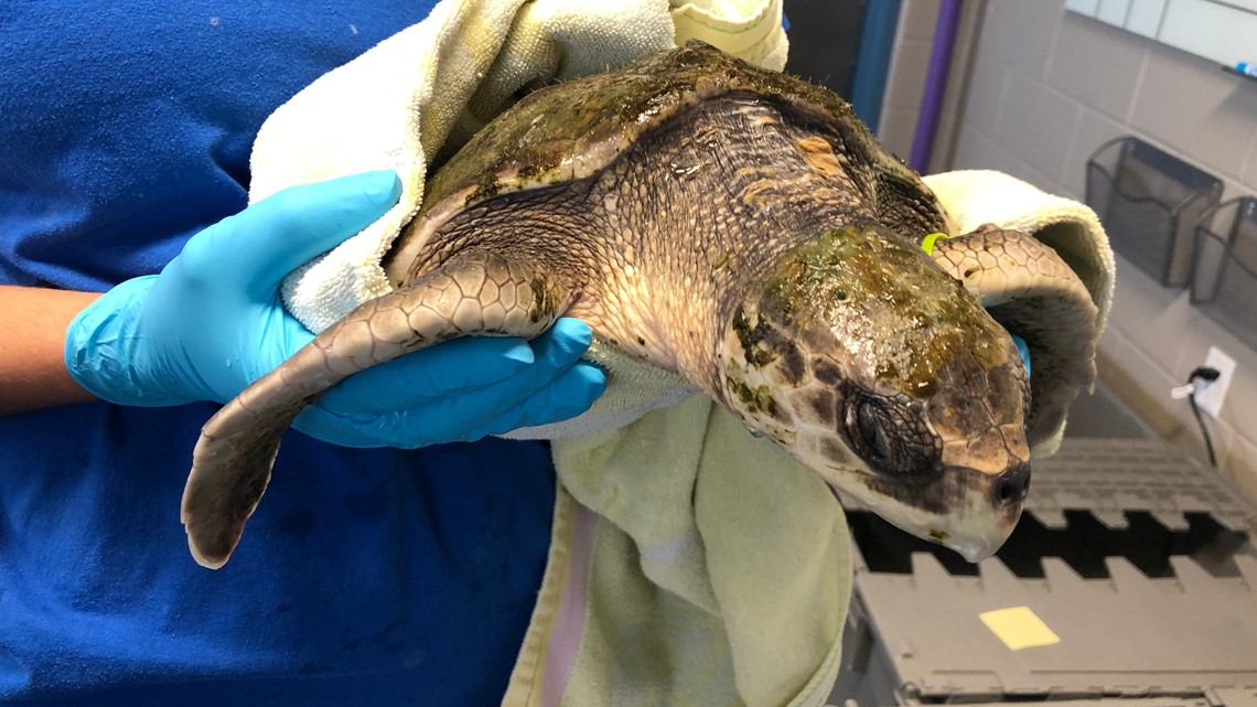 Florida Aquarium treats 6 cold-stunned turtles | wtsp.com