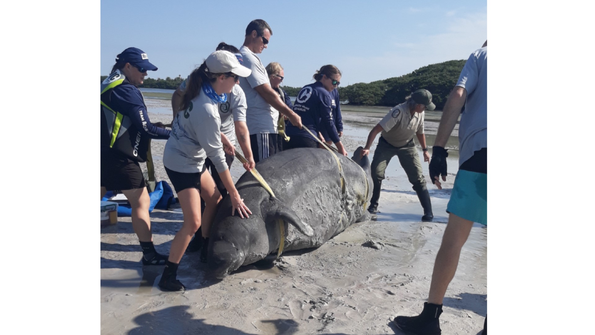 11-foot manatee found stranded on Bird Island | wtsp.com