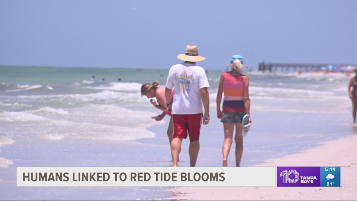 New report reveals humans contribute to red tide | wtsp.com