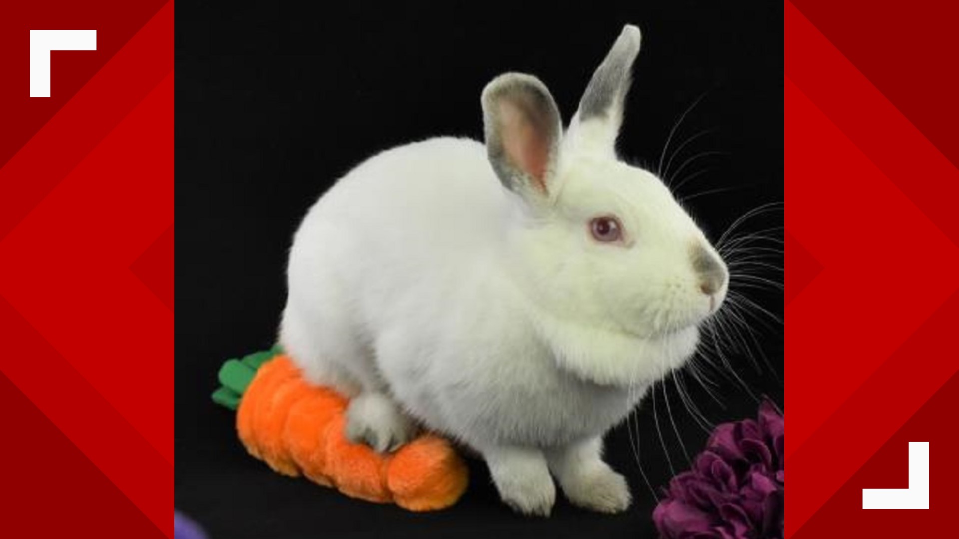 SPCA Tampa Bay waives rabbit adoption fees | wtsp.com