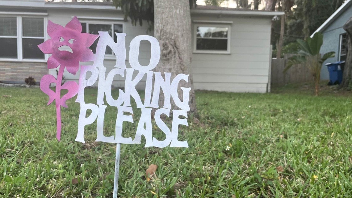 Tips to help you prevent theives from taking fruit off your tree | wtsp.com