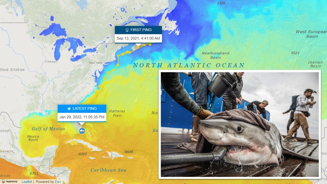 Hi, Sable: Great white shark pings off Florida coast | wtsp.com