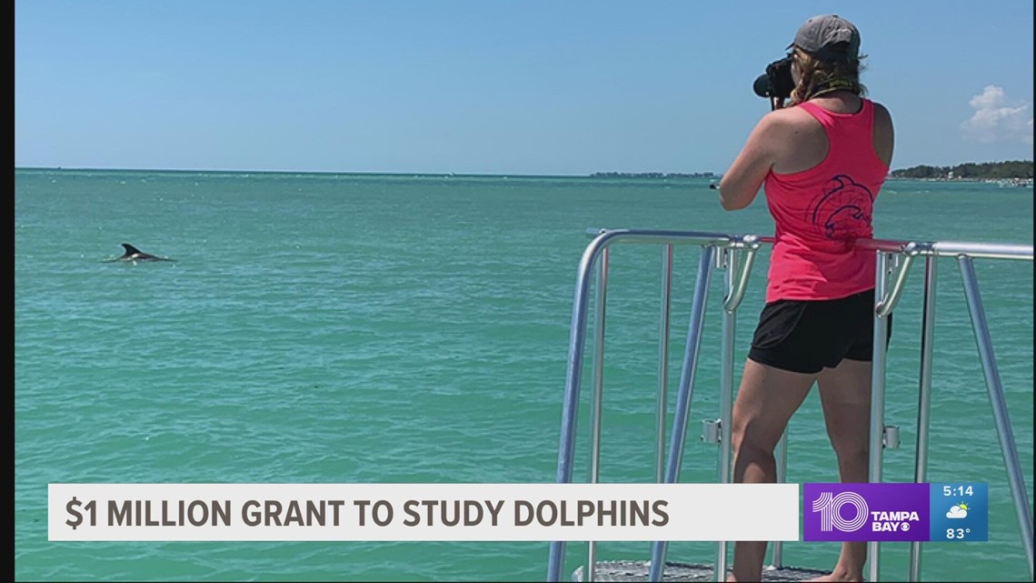 $1 million grant will continue mission of Sarasota Dolphin Research ...