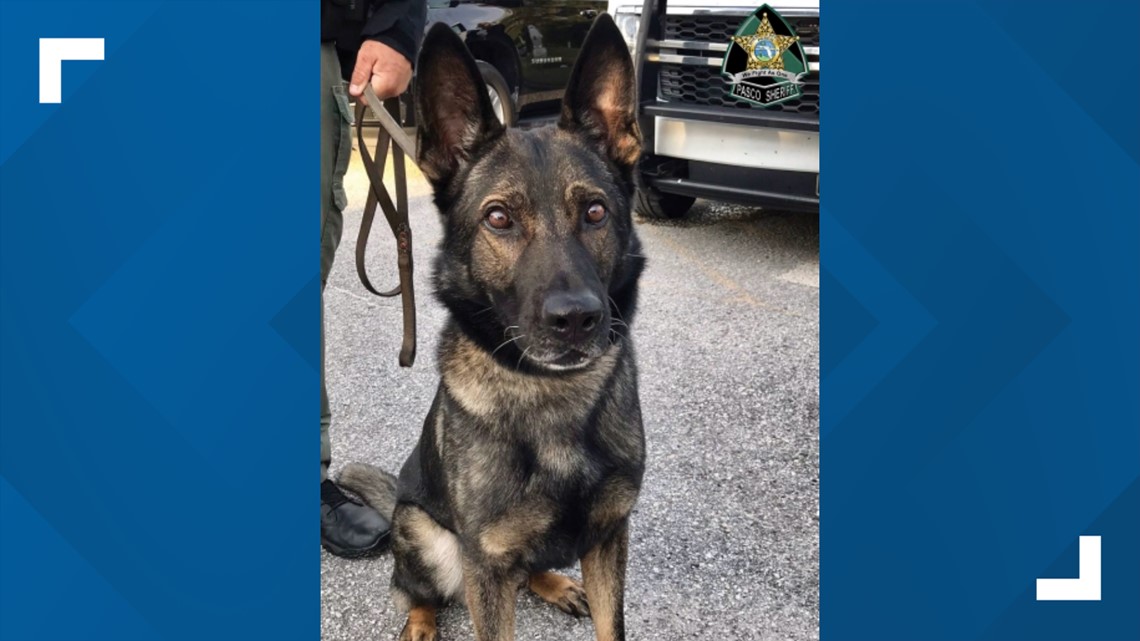 Pasco County Sheriff's Office K-9 Deputy Shep | wtsp.com