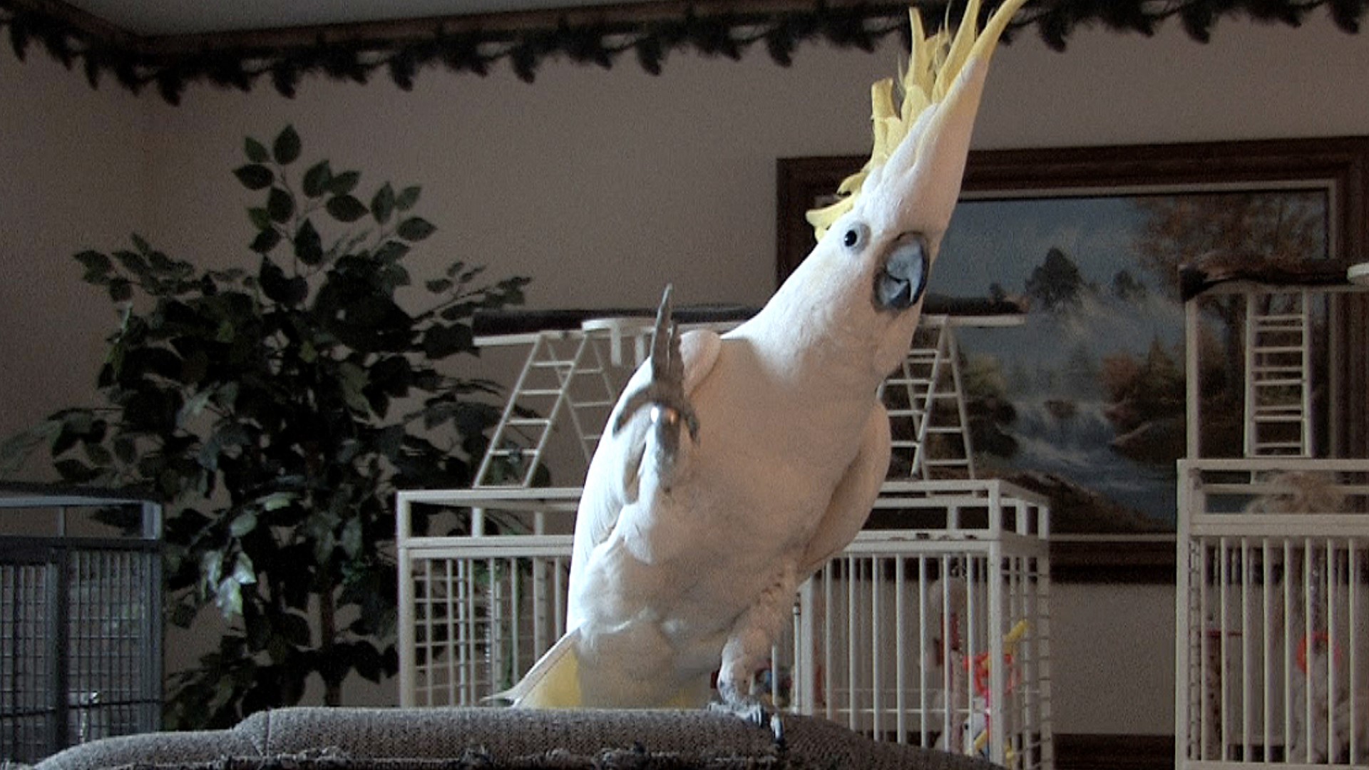 Snowball the dancing cockatoo has 14 different dance moves | wtsp.com