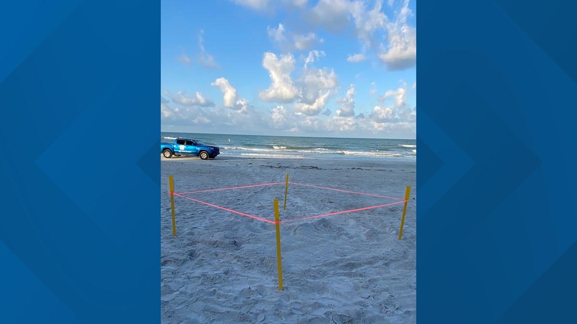 Sea turtle nesting season in Florida: First nest spotted | wtsp.com