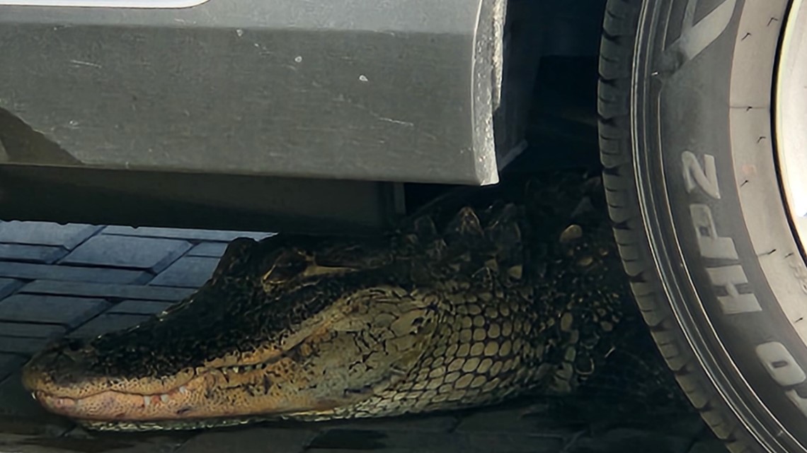 Gator found under car in North Port neighborhood | wtsp.com
