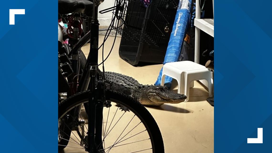 Alligator found in Sarasota home garage | wtsp.com