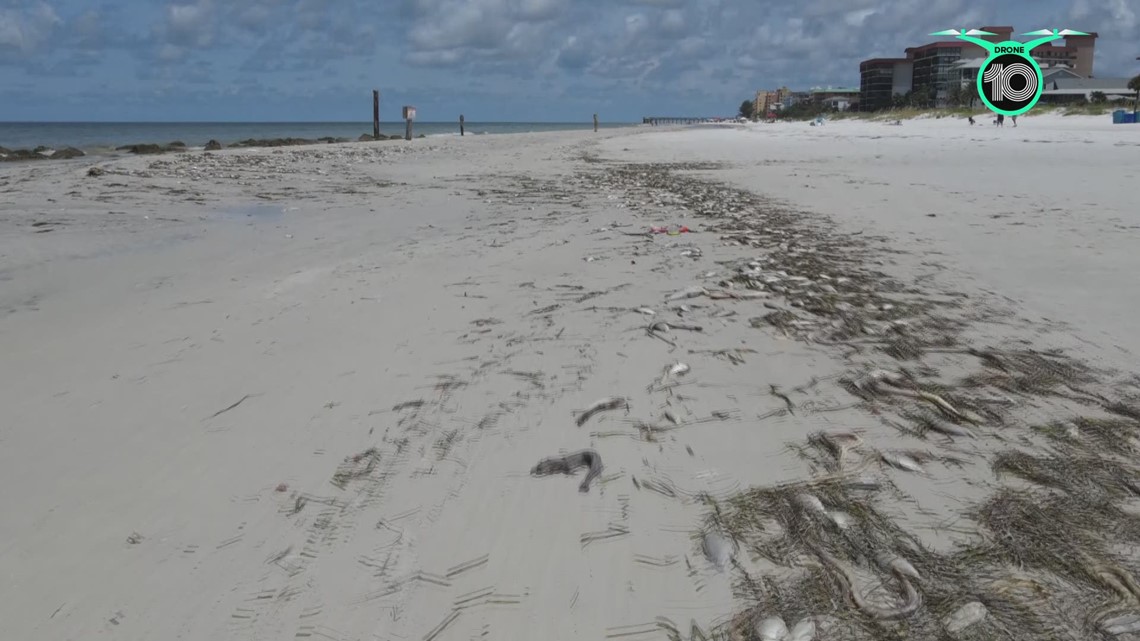 Red tide at the beaches: Where is the red tide? | wtsp.com