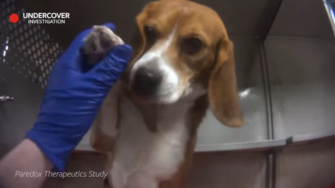 Dozens of beagles will be killed after chemical test in Michigan | wtsp.com
