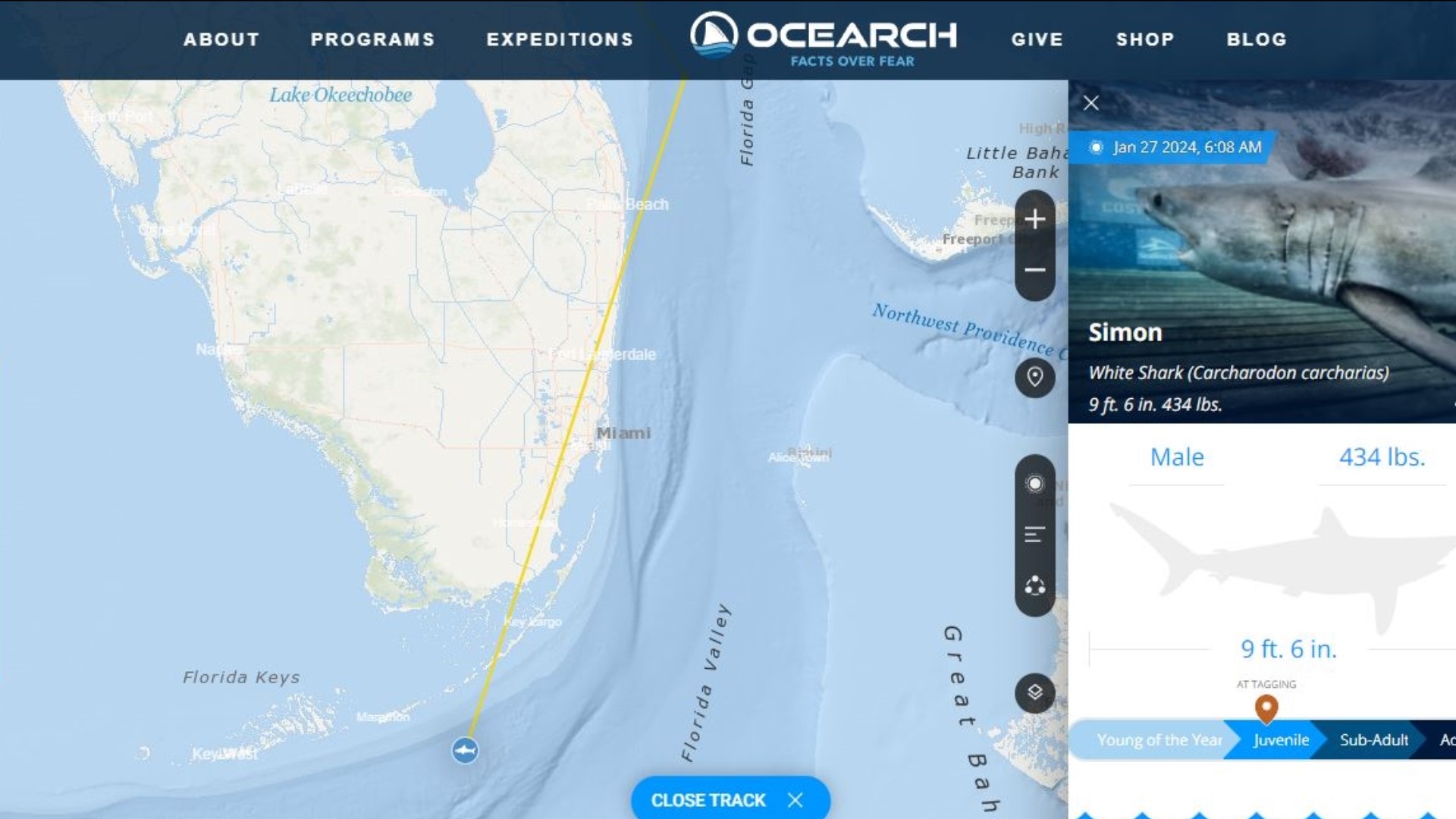 Great white shark pinged traveling near Florida Keys | wtsp.com