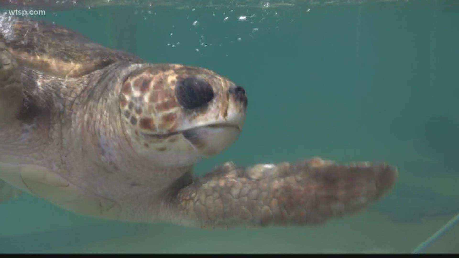 Group seeking old bras to help rescue turtles | wtsp.com