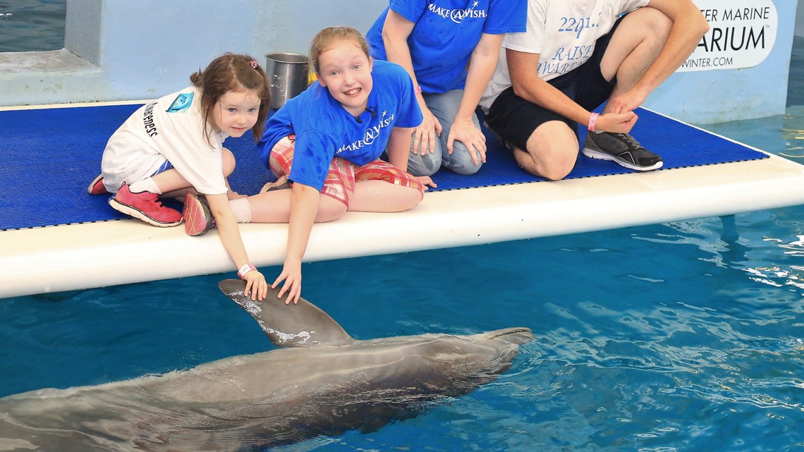 People Winter the Dolphin inspired now root for her recovery | wtsp.com